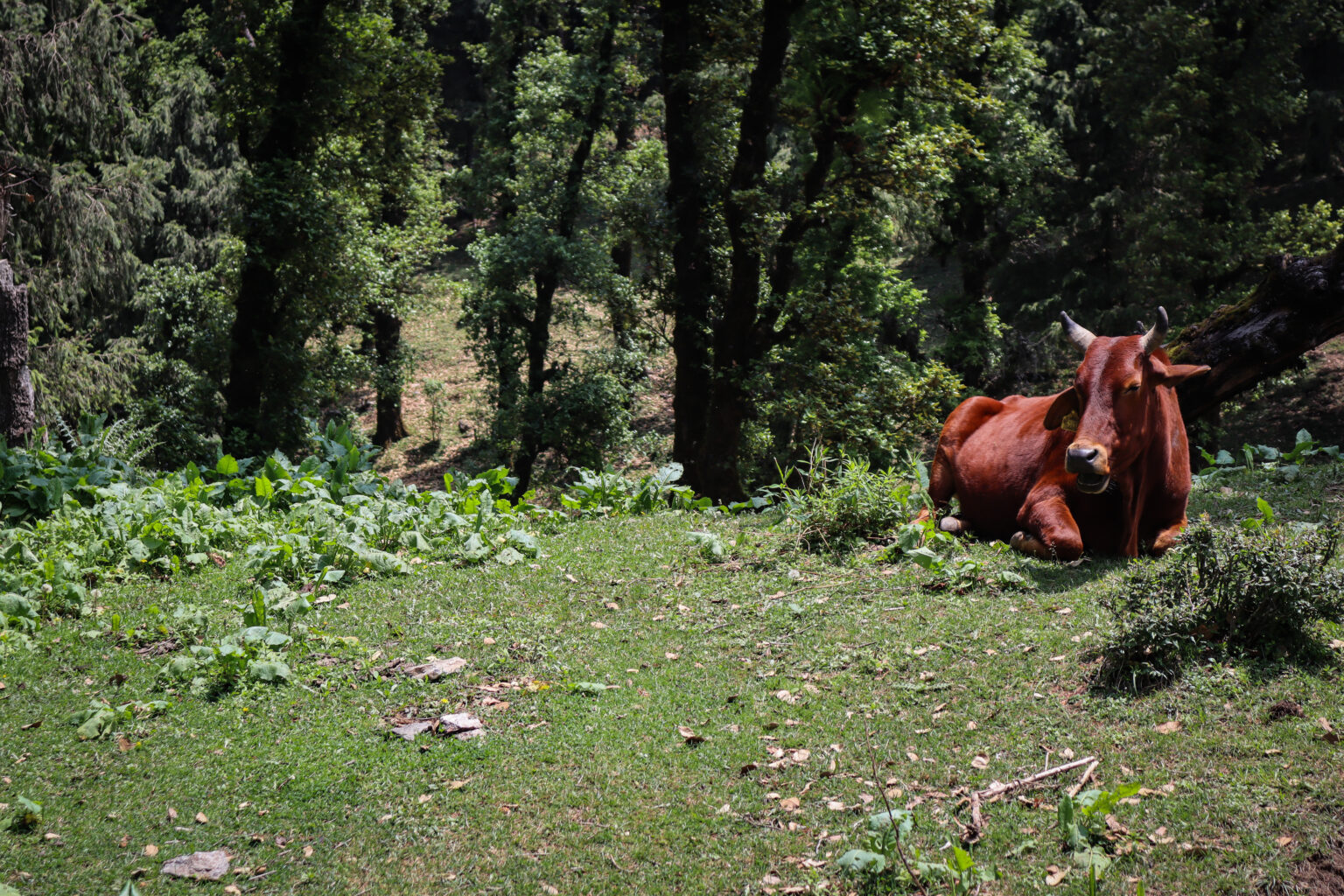 Everything You Need To Know About Churdhar Trek