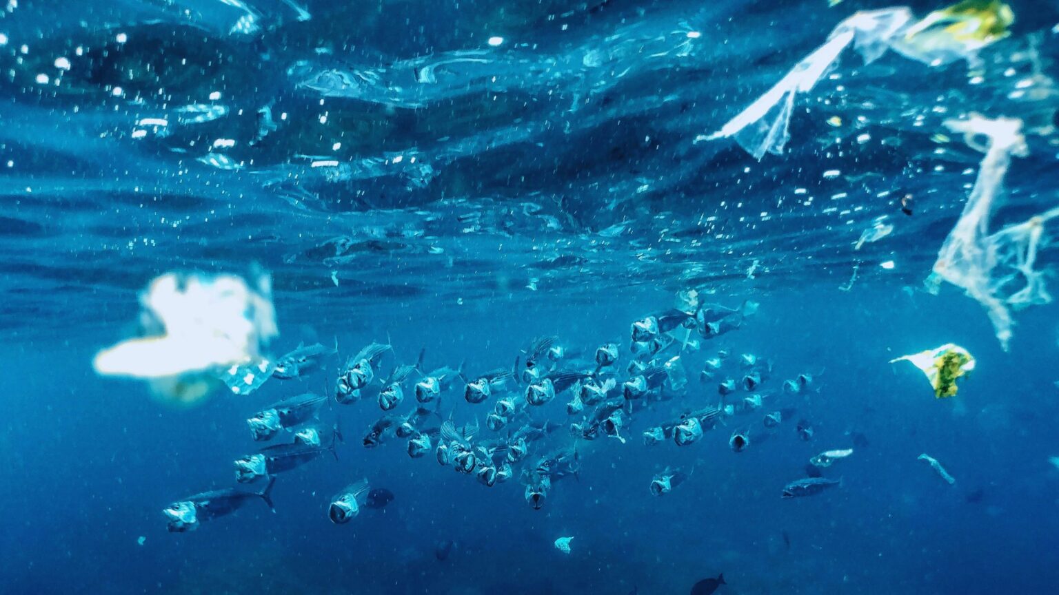 Everything You Need To Know About the Great Pacific Garbage Patch
